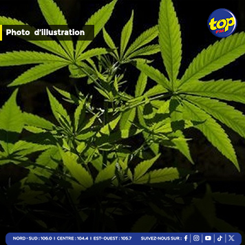 Lutte anti-drogue : plus de 3500 plants de cannabis saisis | TOP FM ...
